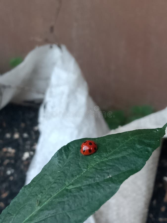 Red Ladybug on the leaves stock photo. Image of garden - 218938660