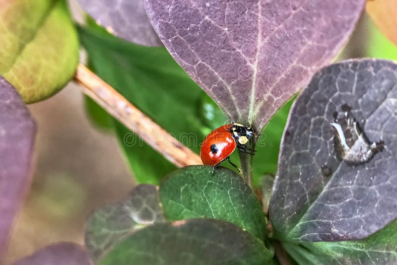 Red Ladybug on the Leaves of the Plant. Macrophotography Stock Image ...
