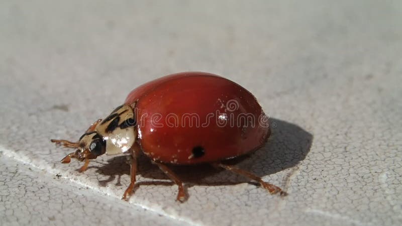 Ladybug Taking Flight stock image. Image of meadow, abstract - 13821339