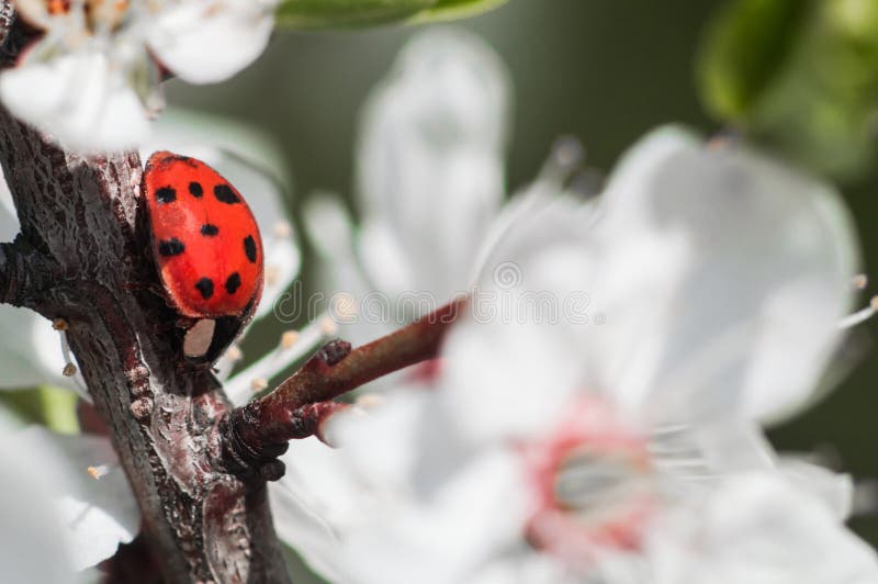 Ladybug Macro stock photo. Image of spotted, lady, ladybird - 14326358