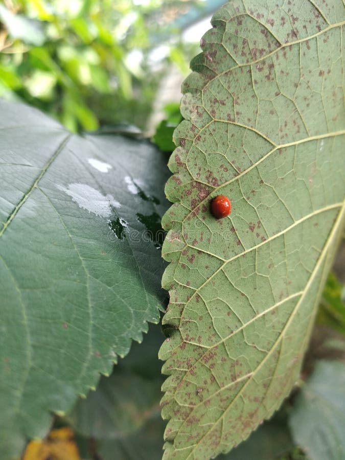 The Red Ladybug on the Mulberry Leaf Stock Photo - Image of ...