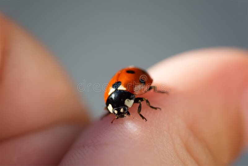 The red ladybug stock photo. Image of ladybird, color - 234184134