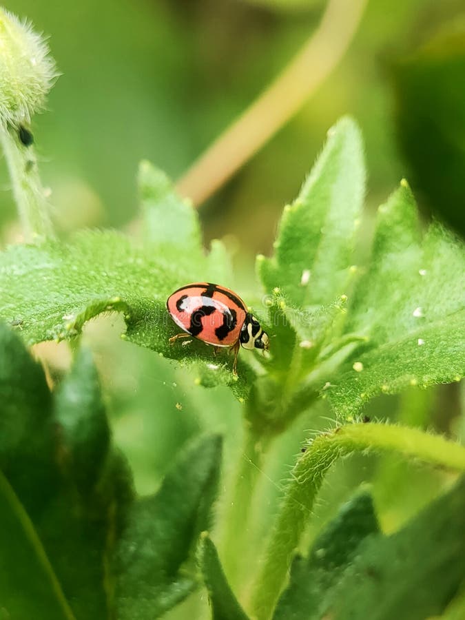 Close-up Photograph of a Red Ladybug Resting on a Fresh Green Leaf ...