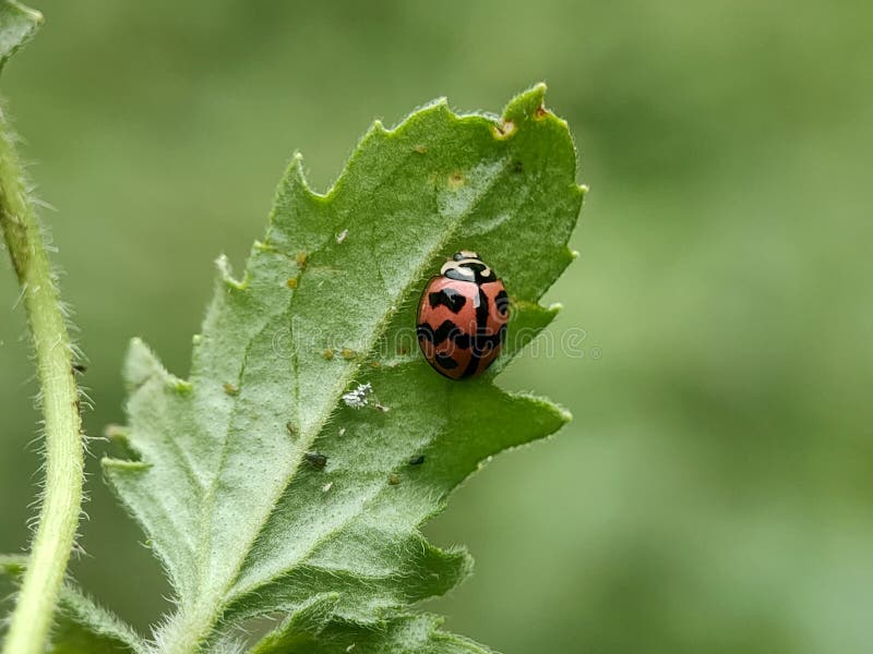 Close-up Photograph of a Red Ladybug Resting on a Fresh Green Leaf ...