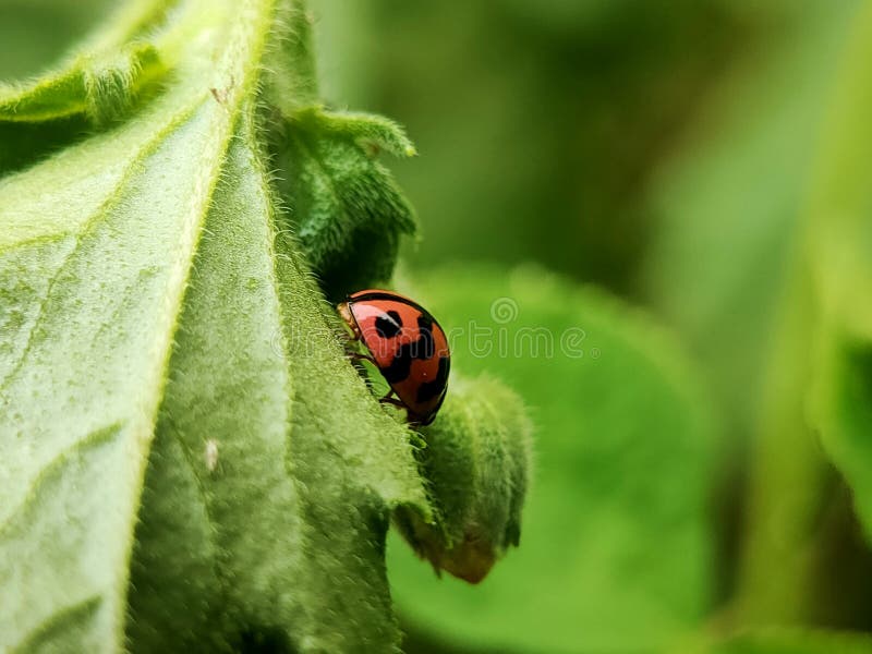 Close-up Photograph of a Red Ladybug Resting on a Fresh Green Leaf ...