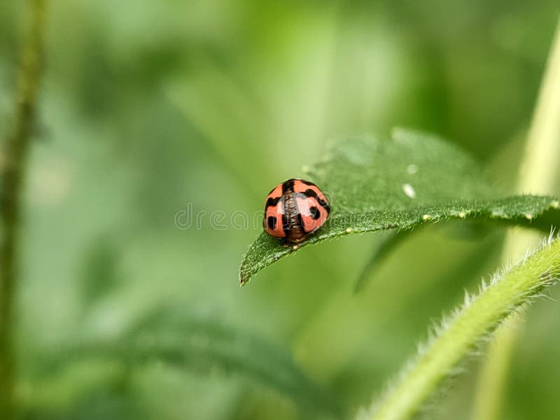 Close-up Photograph of a Red Ladybug Resting on a Fresh Green Leaf ...