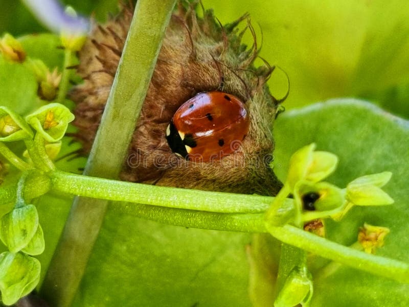 A red ladybug stock image. Image of nature, macrophotography - 219183401