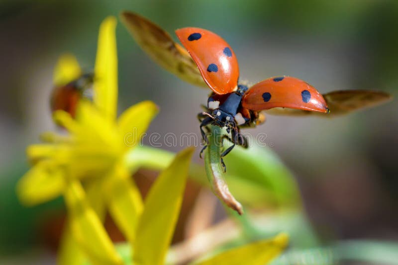 Extreme Magnification of a Ladybug Standing on a Green Leaf Stock Image ...