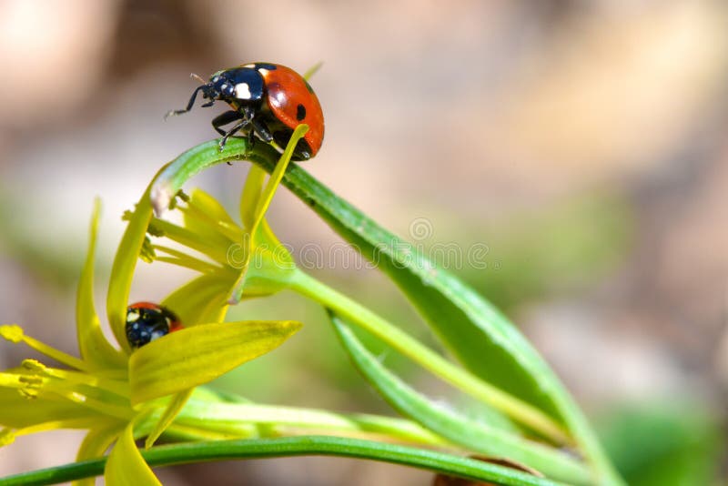 Red ladybug stock image. Image of wildlife, small, field - 39164083