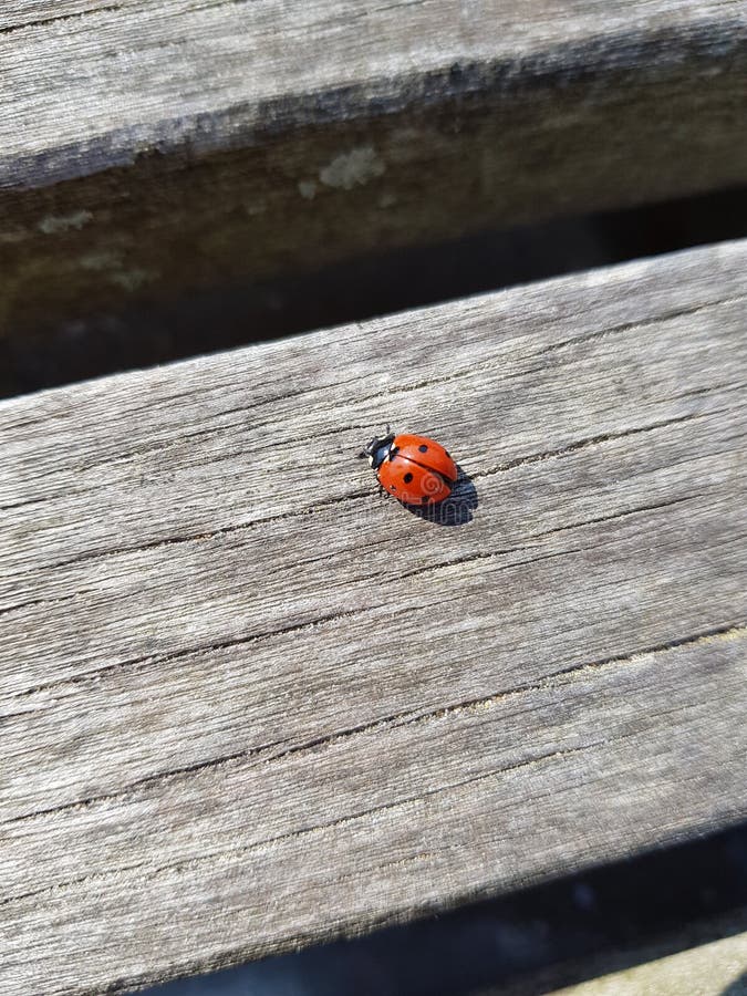Macro Image of Ladybug on Wood Texture Stock Image - Image of stone ...