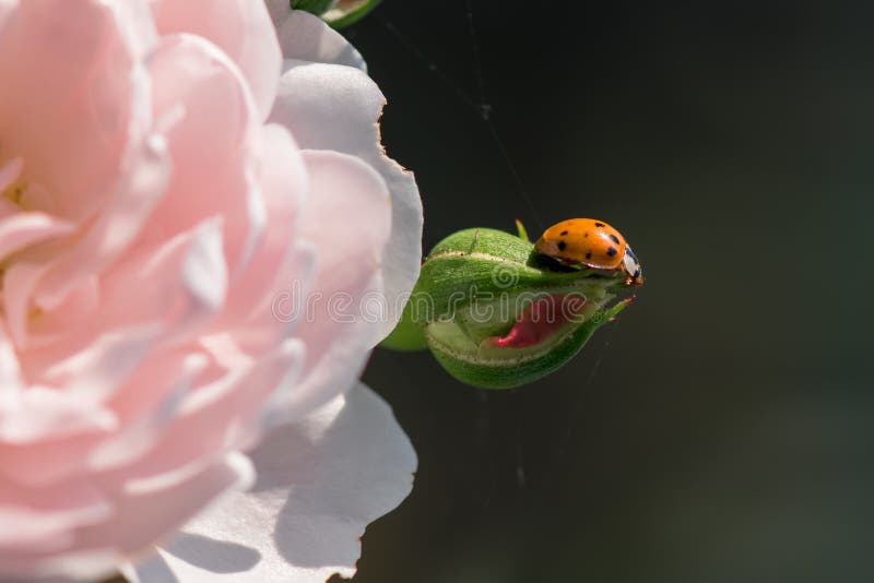 Red ladybug on rose flower stock photo. Image of closeup - 185561836