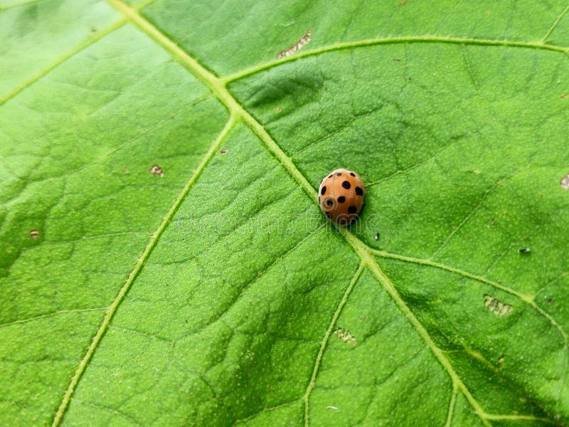 Spottedladybug Stock Photos - Free & Royalty-Free Stock Photos from ...