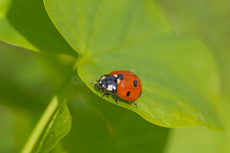 Red Ladybug Sitting on Green Leaf Stock Photo - Image of macro, sitting ...