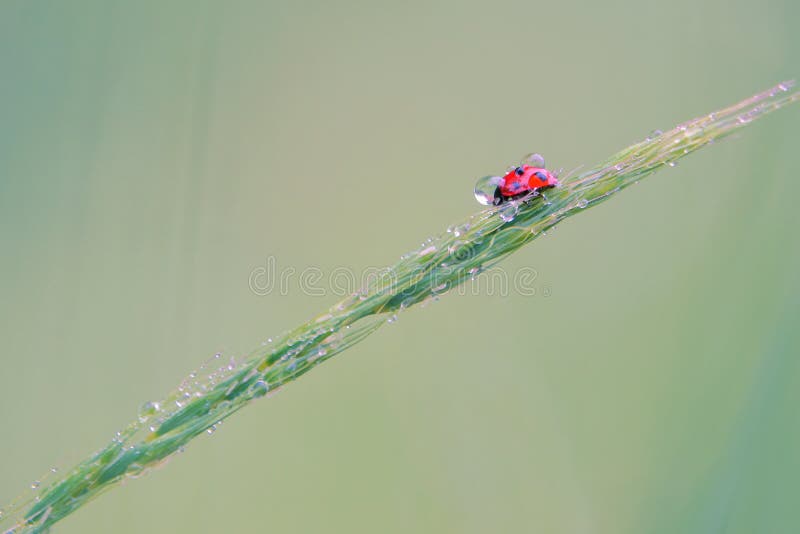 Ladybug in rain stock image. Image of ladybugs, ladybug - 190184335