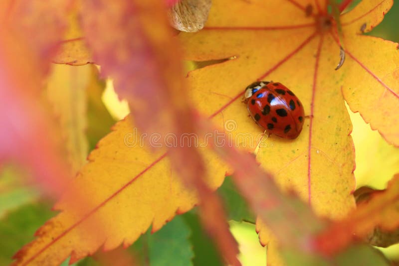 Red Ladybug Surrounded by Fall Foliage. Stock Photo - Image of brown ...