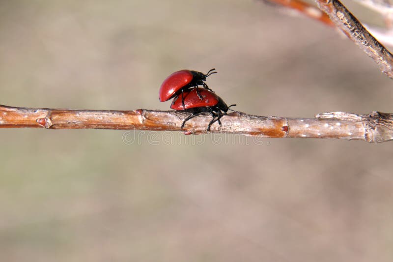 Red Ladybug on Top of Another One on a Horizontal Branch Stock Image ...