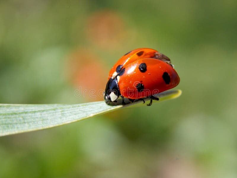 Ladybug trying to fly stock image. Image of plant, spring - 115162607