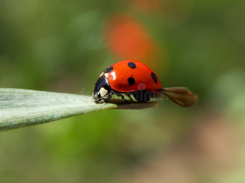 Ladybug trying to fly stock photo. Image of nature, insect - 115163538