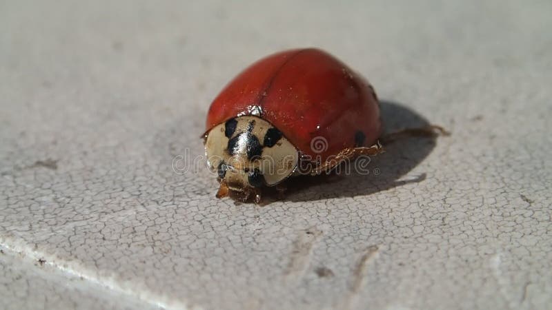 Ladybug Turning Itself on the Legs Stock Footage - Video of hunter ...