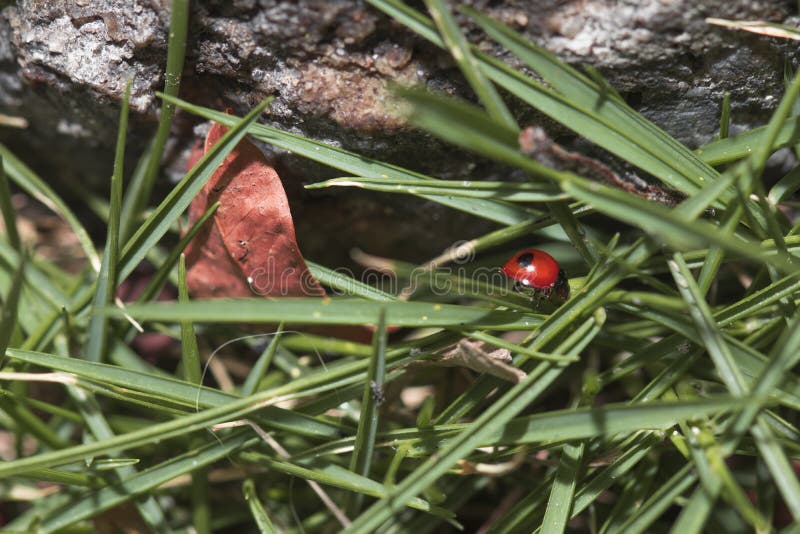 Red Ladybug Walking Around in Nature. Detailed Close-up. Stock Photo ...
