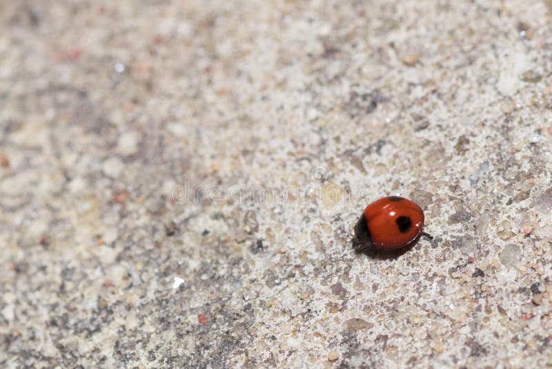 Red Ladybug Walking Around in Nature. Detailed Close-up. Stock Image ...