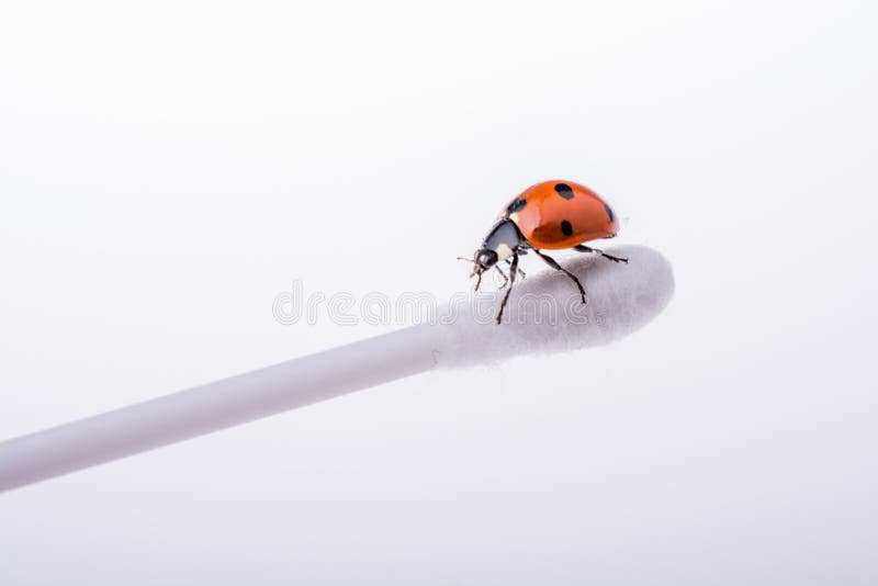 Beautiful Red Ladybug Walking on an Ear Stick Stock Photo - Image of ...