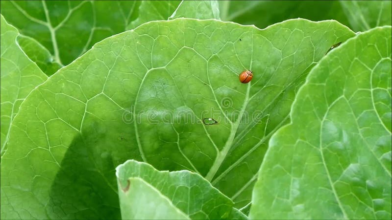 Ladybug Walking Quickly from a Hole of Green Vegetable Leaf after ...