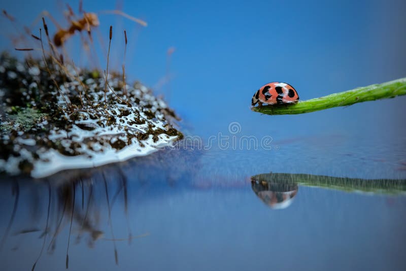Red Ladybug on Water Reflection Stock Photo - Image of animal, forest ...