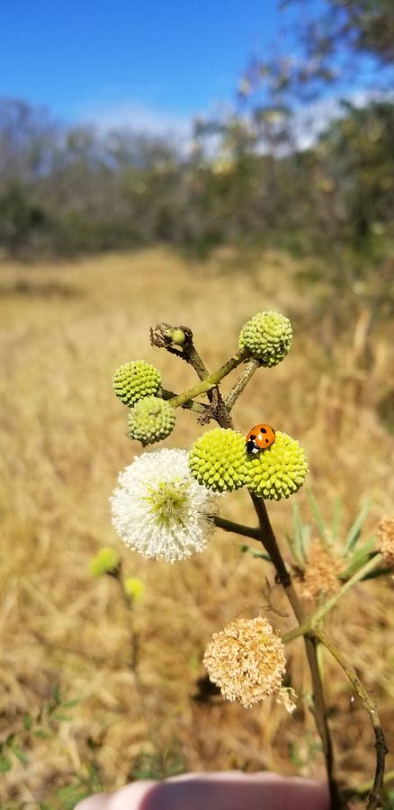 Red Ladybug on Weed in Open Field Stock Photo - Image of ladybug, field ...