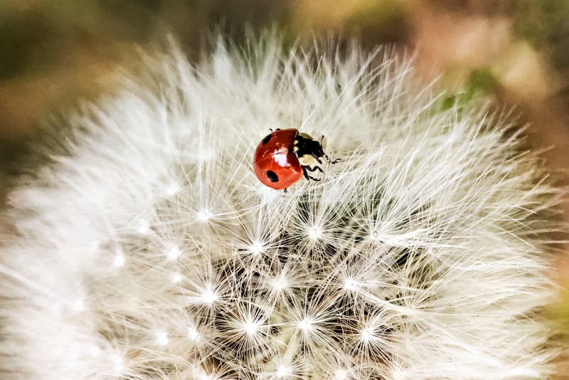 Ladybug on the White Flower Stock Photo - Image of blossom ...