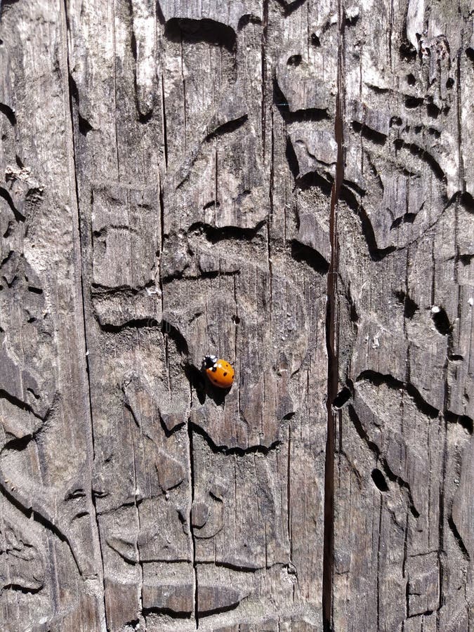 Red Ladybug on a Wooden Board Stock Photo - Image of trunk, flooring ...