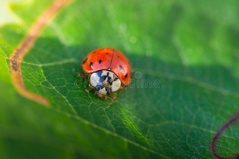 Red Ladybugs in Garden on Tree Branch Stock Image - Image of branch ...