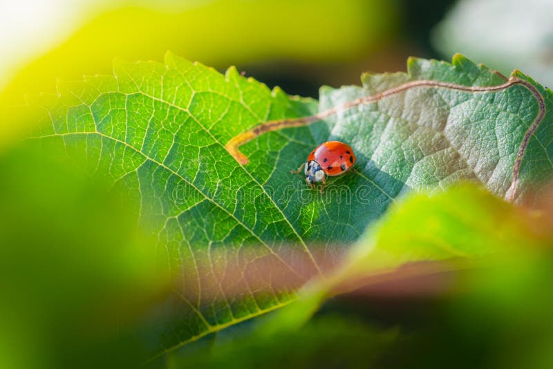 Red Ladybugs in Garden on Tree Branch Stock Image - Image of black ...