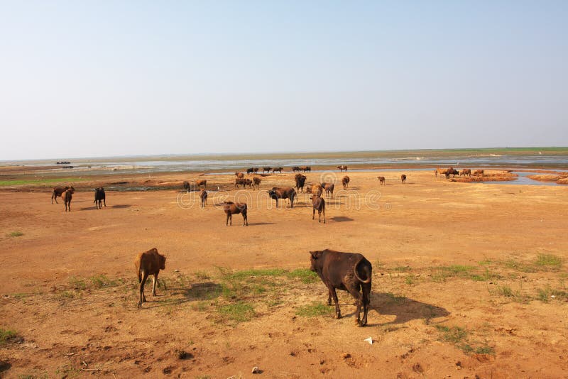 Red land stock photo. Image of cattle, shine, fine, chinese - 11216690
