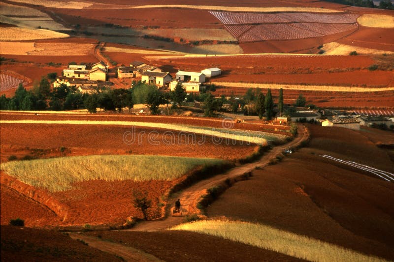 Wheat Field on the Red Land Stock Image - Image of mountain, field: 5560027