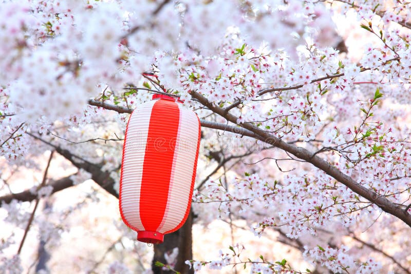 Red lantern and sakura stock image. Image of tree, japan - 37992943