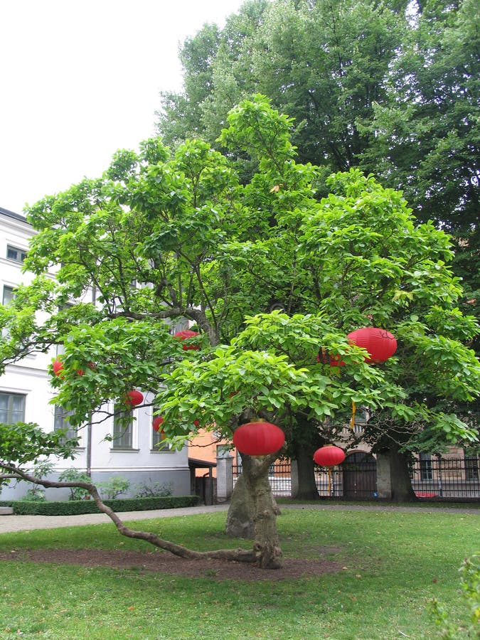 Red Lanterns on a Green Tree Stock Photo - Image of flora, landmark ...