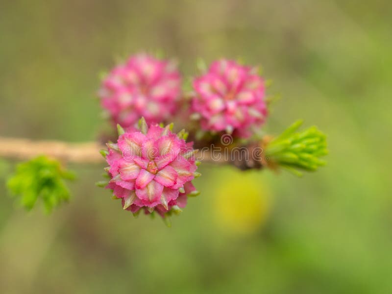 Red larch buds close up stock photo. Image of nature - 247256210