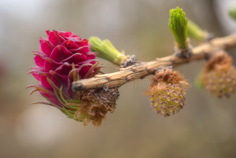 Red larch buds close up stock photo. Image of colorful - 261403276