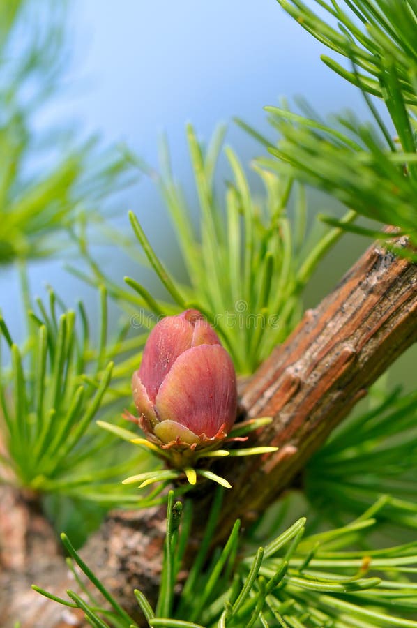 Red larch flower stock photo. Image of larch, spruce - 10075566