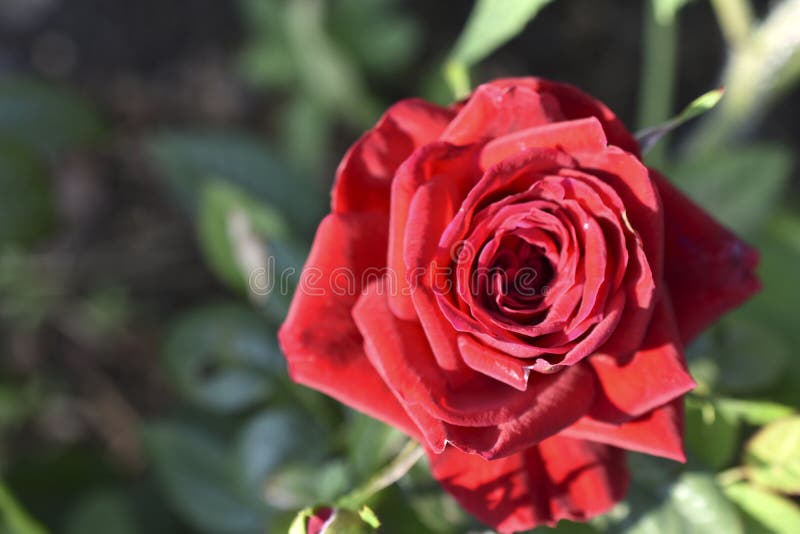 Red Large Rose Flower in the Afternoon in the Garden Stock Image ...