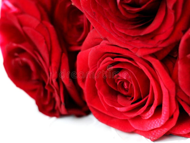 Red Large Roses, Beautiful Romantic Flowers Stock Photo - Image of ...