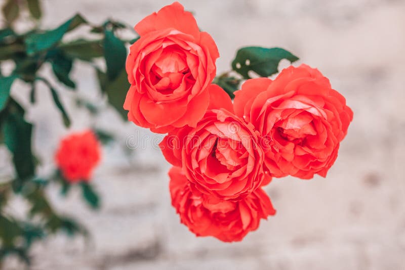 Red Large Roses in a Garden Stock Image - Image of holiday, hybrid ...