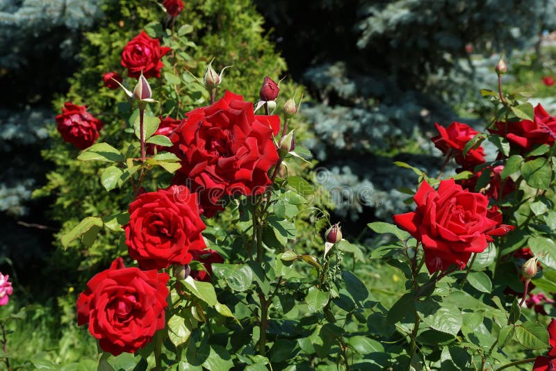 Red Large Roses on Nature in the Park Stock Photo - Image of blooming ...