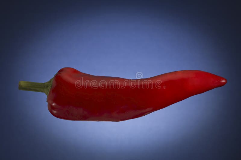Bell Pepper on a Dark Blue Background Stock Photo - Image of annual ...