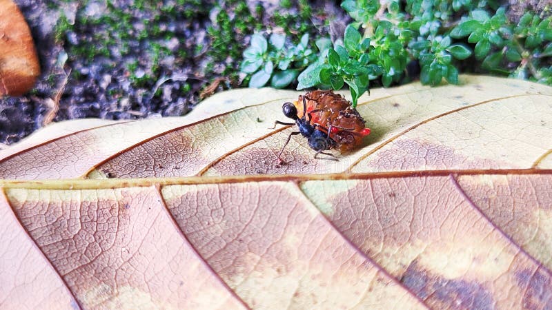 Red Larva or Caterpillar Getting Attacked by an Ant Stock Image - Image ...