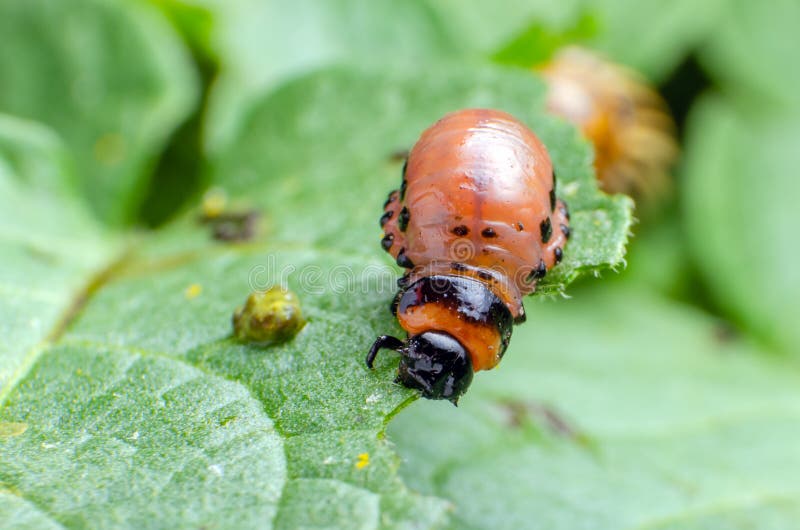 Red Larva of the Colorado Potato Beetle Eats Potato Leaves Stock Photo ...