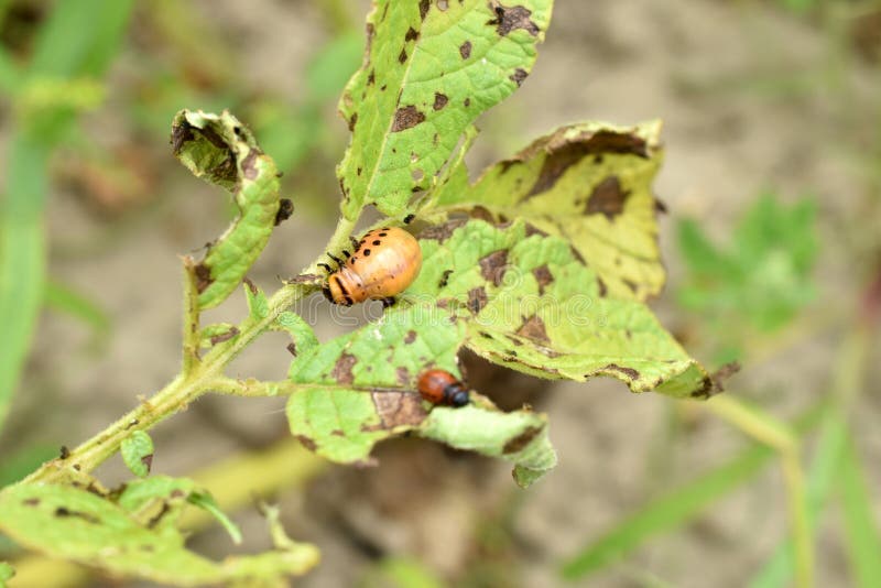 Red Larva of the Colorado Potato Beetle. Stock Image - Image of ...