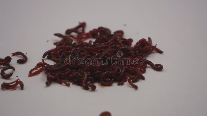 Gnat Larva Under the Microscope with Polarization. Stock Footage ...