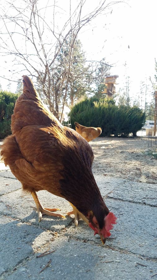 Red Layer Hen Pecking the Ground Stock Image - Image of pecking, layer ...